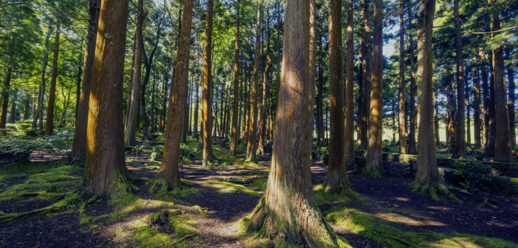 Why switching to income may make sense in 2026 and top 3 stocks to do ...